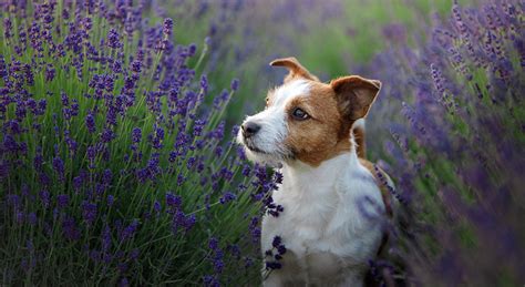Lavender Lavandula Angustifolia Herb For Pets © All Natural Pet