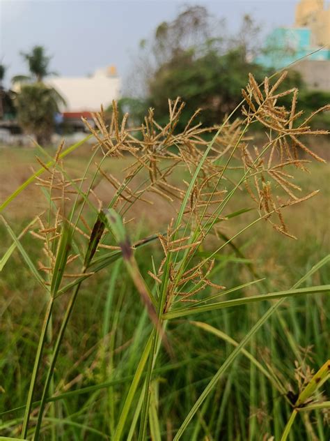 Field Grass Cereal Free Photo On Pixabay Pixabay