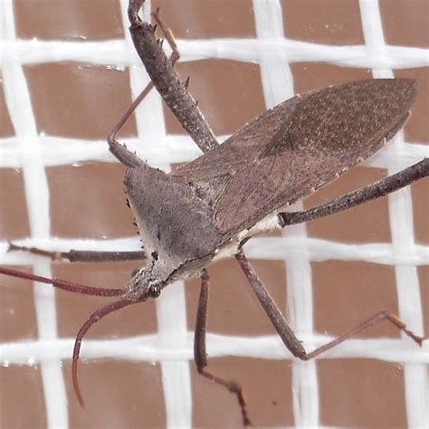 Acanthocephala Declivis Acanthocephala Declivis Bugguide Net
