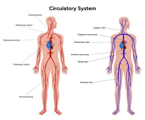 Sistema Circulatorio Del Cuerpo Humano Diagrama Médico Anatomía