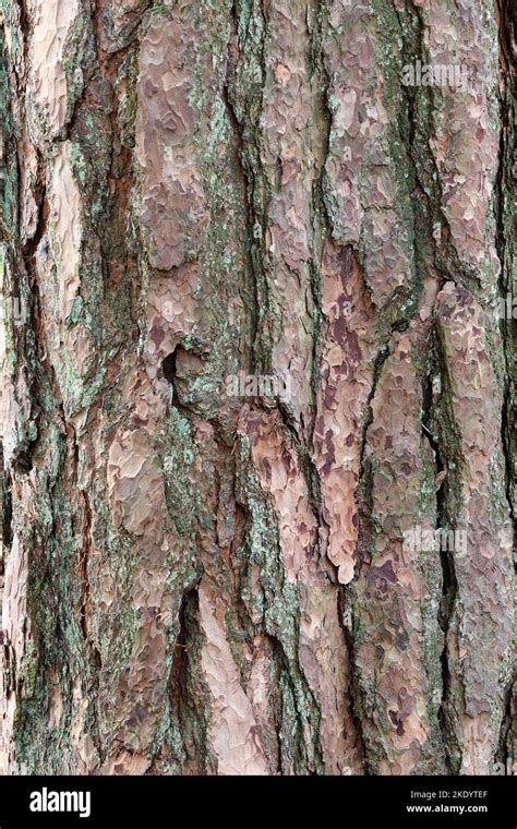 Scots Pine Tree Pinus Sylvestris Bark With Lichen Growing On It Uk