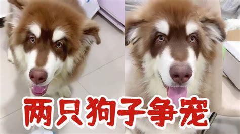 【钱袋爱吃肉】2只狗狗争风吃醋，都想被主人夸奖，各显身手，狗子的内卷也这么严重吗？ Youtube