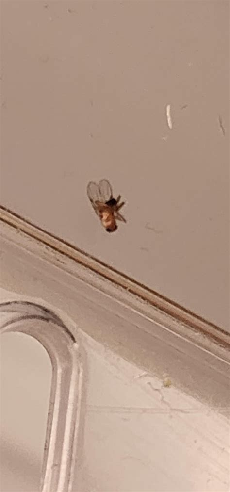 Type Of Gnat R Insects