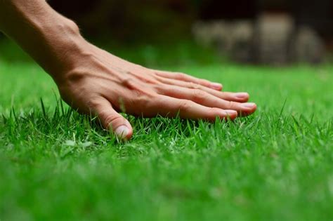 Turf Vs Grass Which Is Best For My Yard