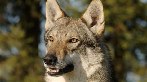 Chien loup tchèque Prix de ce chien Caractère Santé Alimentation