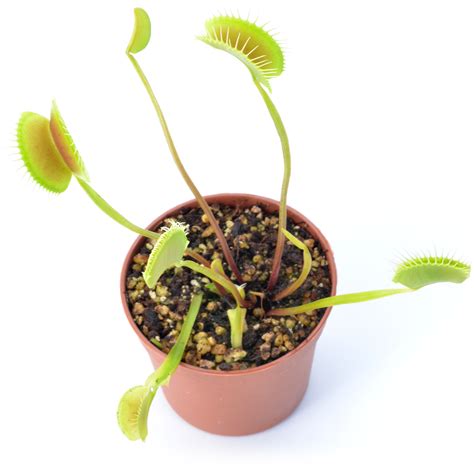 Dionaea Muscipula Creeping Death Diflora