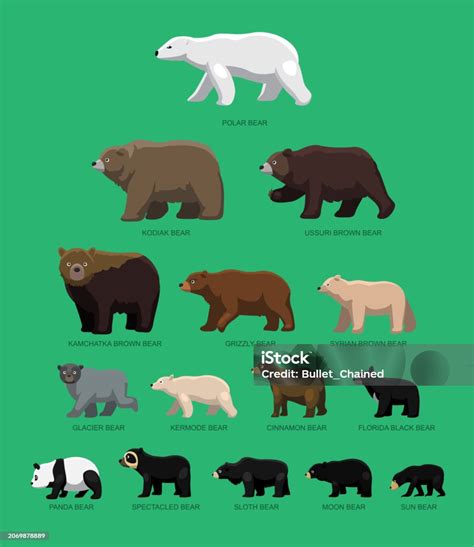 Bear Sizes Side Comparisons Chart Cartoon Vector Illustration Stock