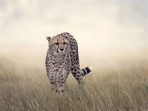 807593 4k Big Cats Cheetahs Grass Rare Gallery Hd Wallpapers