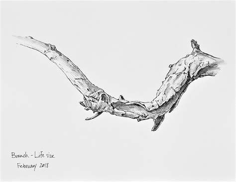 5 Tree Sketching Tips — Alan Li