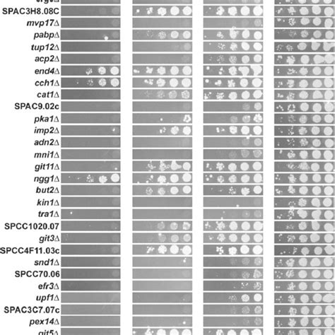 Spot Assays Ten Fold Serial Dilution Of Cultures Of The Indicated