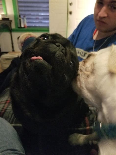 The Ecstasy Of Ear Licking Lol Raww