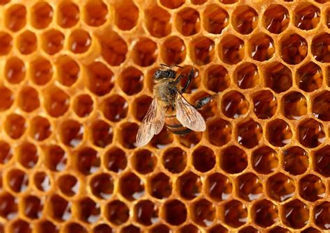 How To Find A Queen Bee What Does A Queen Bee Look Like Learnbees
