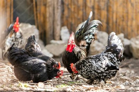 Why Chicken Farms Are A Breeding Ground For Antibiotic Resistant Bacteria