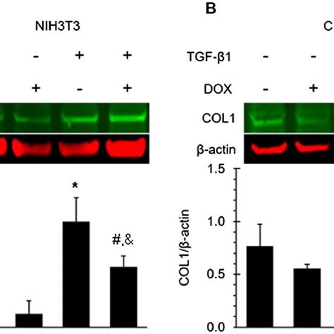 Dox Inhibited Ccn2 Expression In A Dose Dependent Manner Western Blot