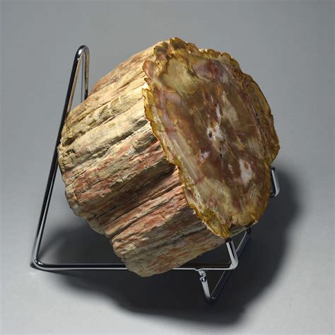 Beautiful Silicified Fossil Wood