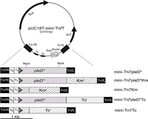 Mini Tn7 Delivery Constructions Originated From Puc18t Mini Tn7t