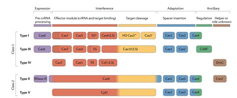 详解CRISPR Cas系统与其应用 知乎