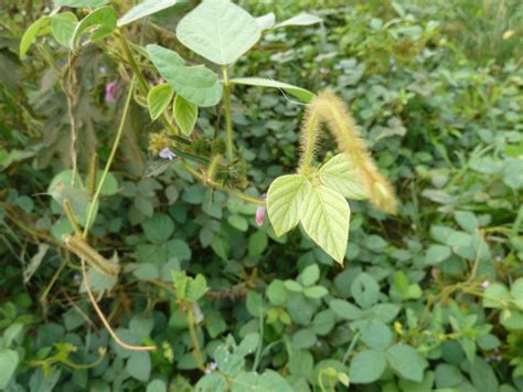 African Plants A Photo Guide Calopogonium Mucunoides Desv