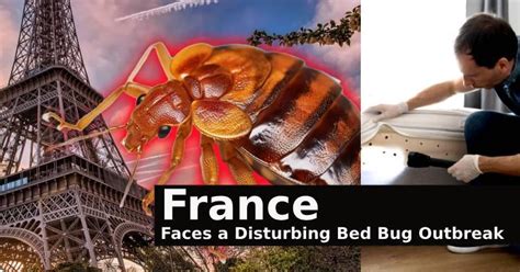 Paris France S Bed Bug Challenge Understanding The Persistence And
