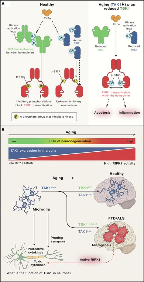 Tuning Apoptosis And Neuroinflammation Tbk1 Restrains Ripk1 Cell
