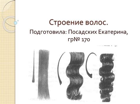 Строение волос презентация онлайн