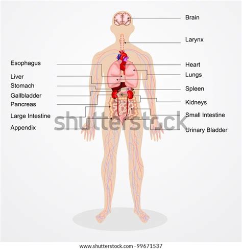 人体解剖图的矢量图 库存矢量图（免版税）99671537