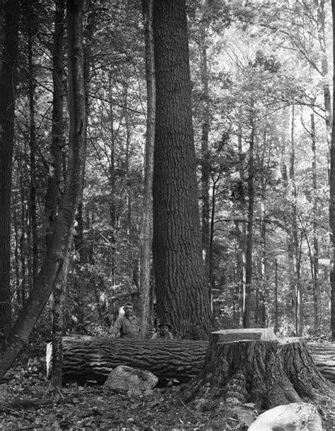 Logging Bucking And Limbing General Forest History Society