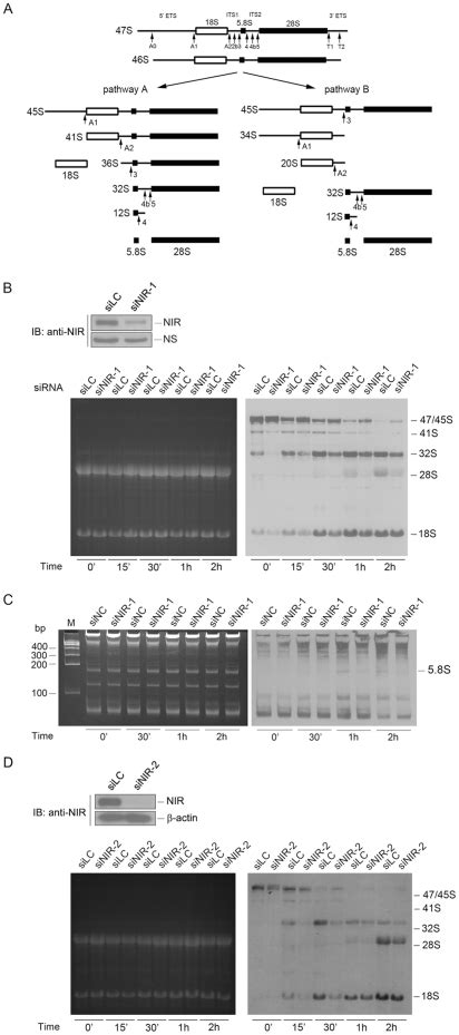 A Schematic Representation Of Rrna Processing Pathways In Hela Cells