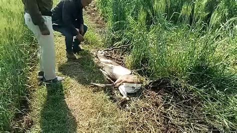 शाजापुर घायल हिरण का इलाज करवा कर मानवता का दिया परिचय Video Dailymotion