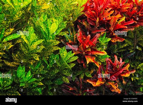 Tropical Foliage In The Galaxy Garden Paleaku Gardens Peace Sanctuary
