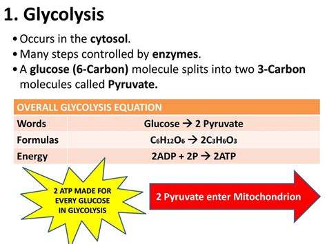 Cells Need Energy To Live Ppt Download