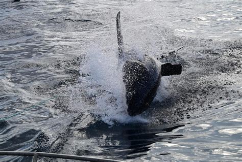 Great White Shark At 20m Taken At The Neptune Islands Spencer Gulf
