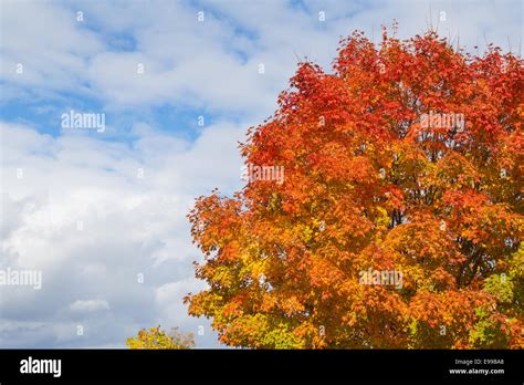 A Tree Showing Colourful Leaves In The Fall With Copy Space Stock Photo Alamy