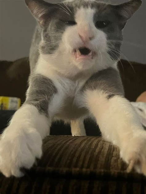 Of The Funniest Pics Of Cats Making Funny Faces