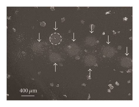 A Sem Image Of A Well Patterned Cuso4 Solution With Ethanol Solution