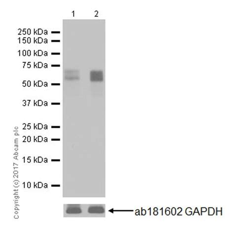 重组c Fos抗体[epr20769] Ab214672 Abcam中文官网
