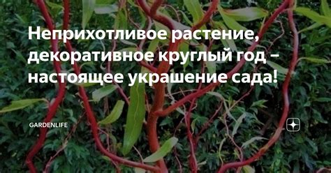 Неприхотливое растение декоративное круглый год настоящее украшение сада Gardenlife Дзен