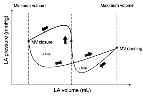 Schematic Pressure Volume Loops Of The Atrial Cycle Left Atrium