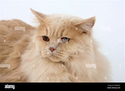 British Longhair Cat Male Cream Highlander Lowlander Britanica