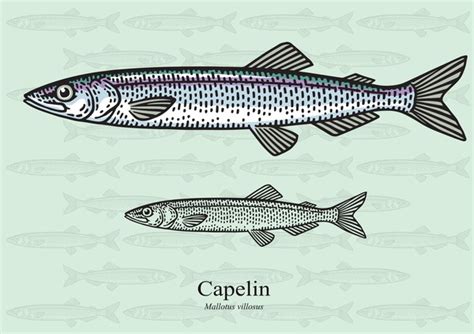 Capell Over 7 Royalty Free Licensable Stock Vectors And Vector Art