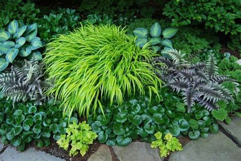 휴카라 고사리 하코네클로아 Shade Garden Plants Beautiful Gardens