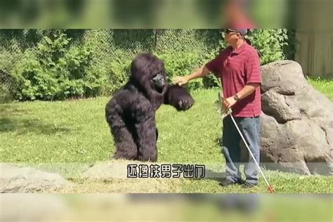 老外假装盲人误闯黑猩猩园区，游客看到着急坏了，镜头记录全过程黑猩猩园区盲人