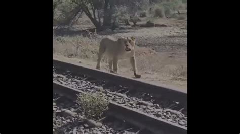 Lionकुछ दिन बिताए गुजरात मै ગાંડીગીર Lion Shortstoryvideos