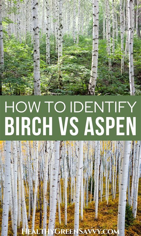 How To Grow Populus Tremuloides Native Quaking Aspen In Your Yard Artofit