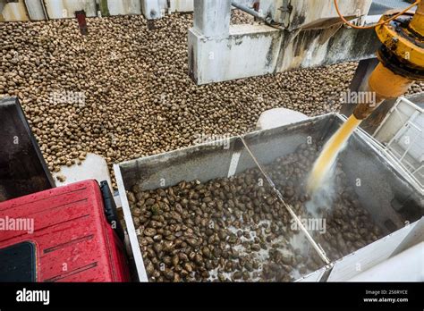 Sugar Beet Sugar Beet Beet Root Sugar Beet Root Beta Vulgaris Var Altissima Sugar Factory