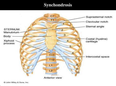 Ppt Bioand 241 Aandp 1 Unit 2 Lecture 3 Powerpoint Presentation Id582920