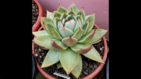 참좋은다육 아산 1다육농장 참좋은다육 천안 2다육농장 창전문농장 실생창전문 창 대품창전문 다육이 아가베 명품창