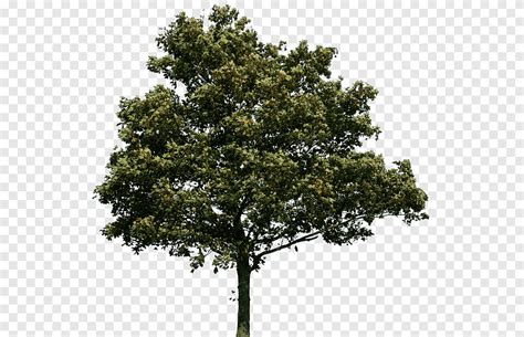 Green Leafed Tree Tree Free Image File Formats Branch Png Pngegg