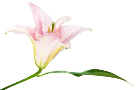 Premium Photo Pink Lily