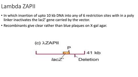 Lambda Cloning Vector Pptx